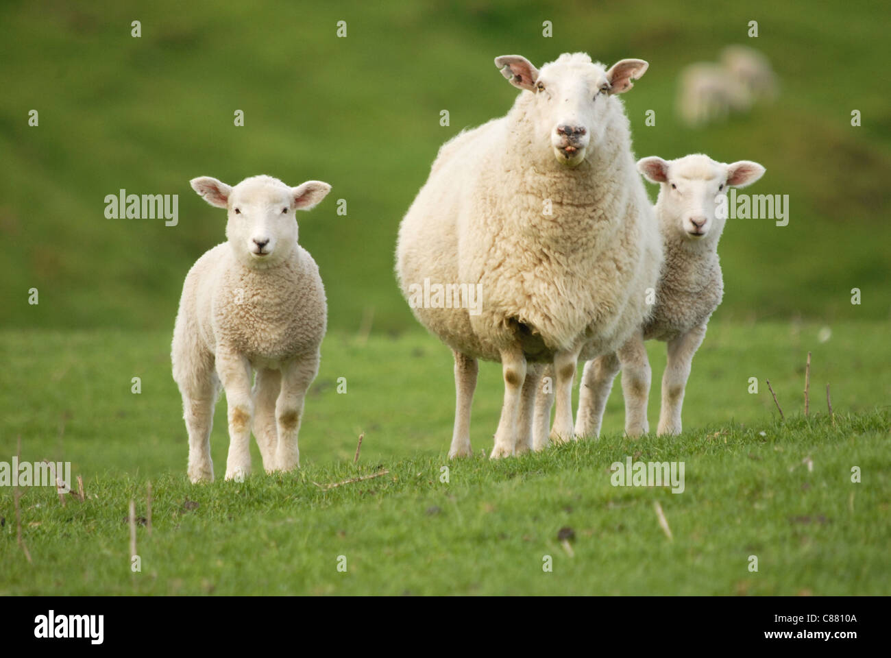 mother sheep and her lambs on green grass Stock Photo - Alamy