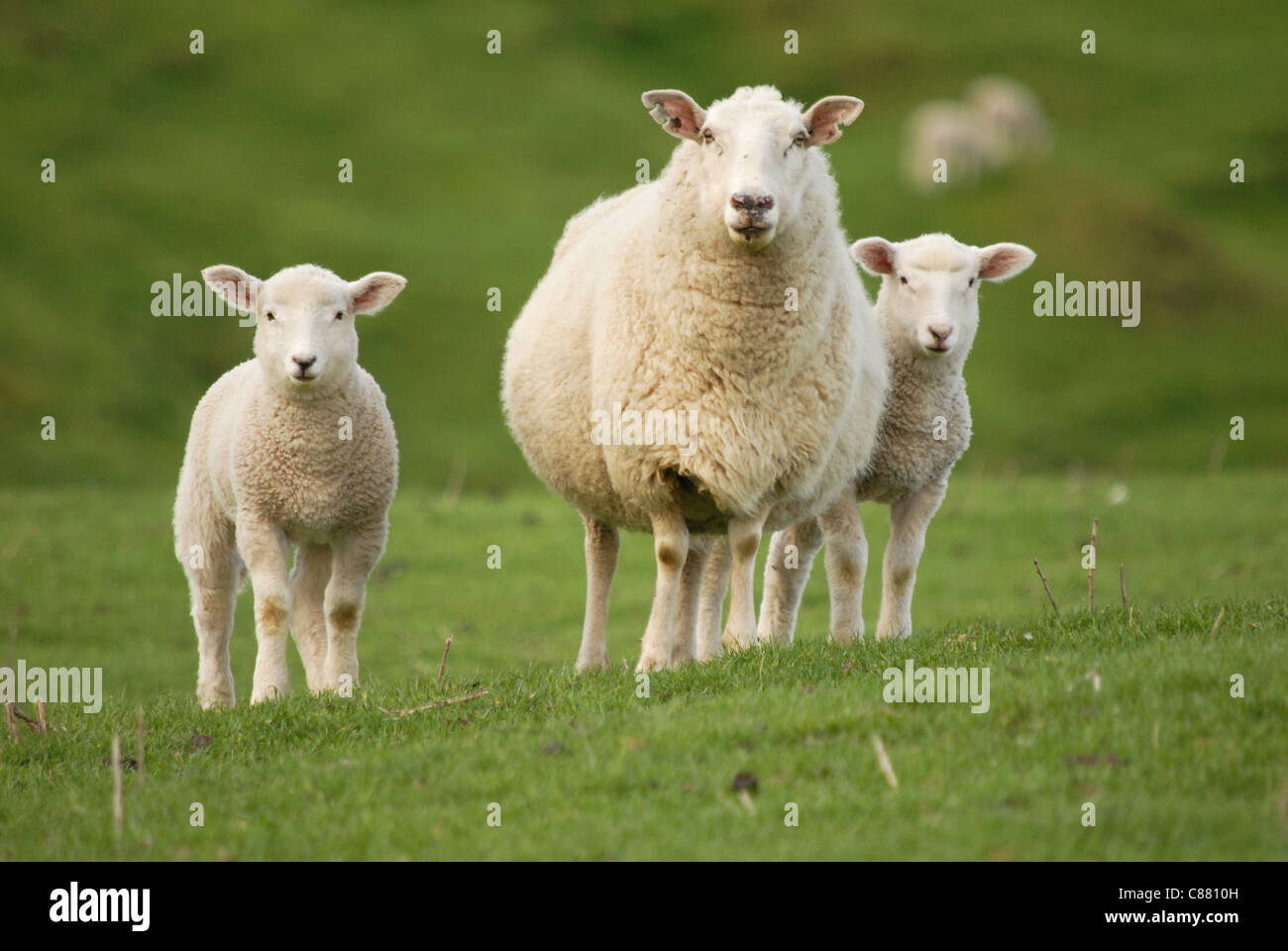 Mother sheep with her twin lambs on green grass Stock Photo - Alamy
