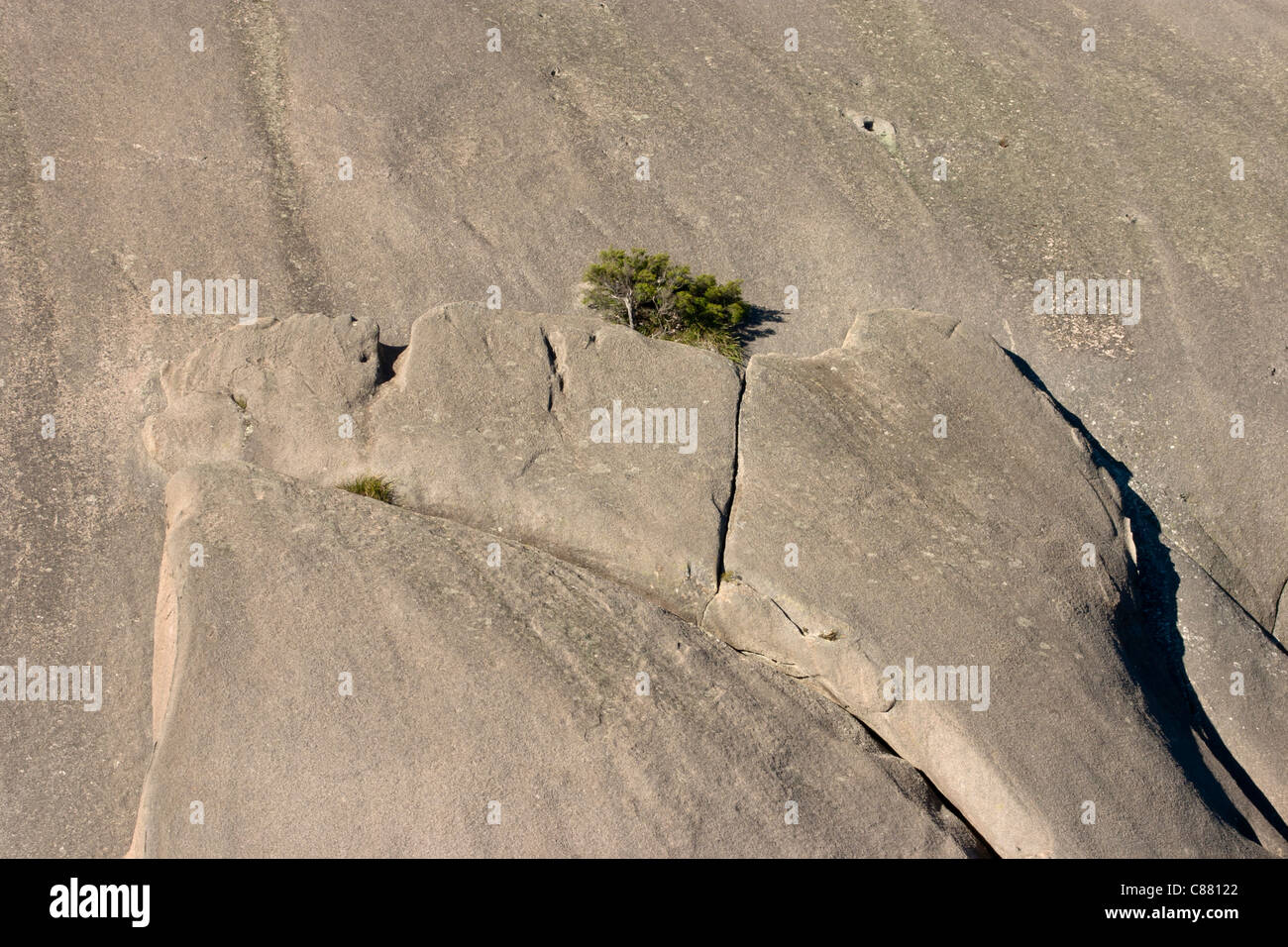 Shrub clinging to a granite cliff at Girraween, Australia Stock Photo ...