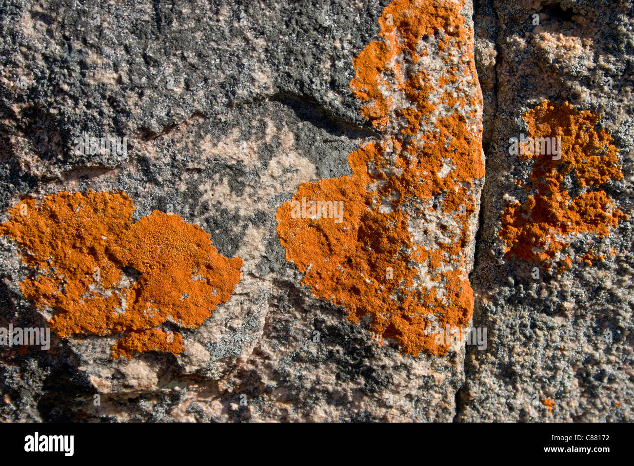 Orange lichen on granite rock at Girraween, Australia Stock Photo - Alamy