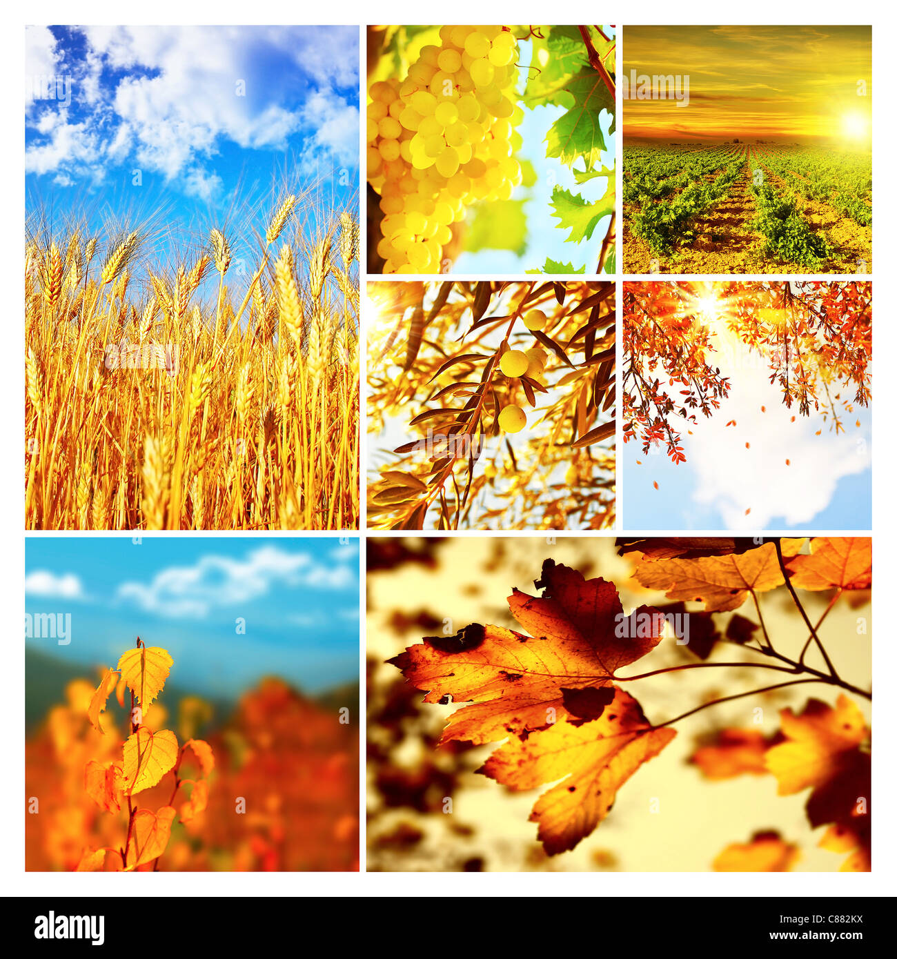Autumn nature collage, collection of beautiful images of growing fruits ...