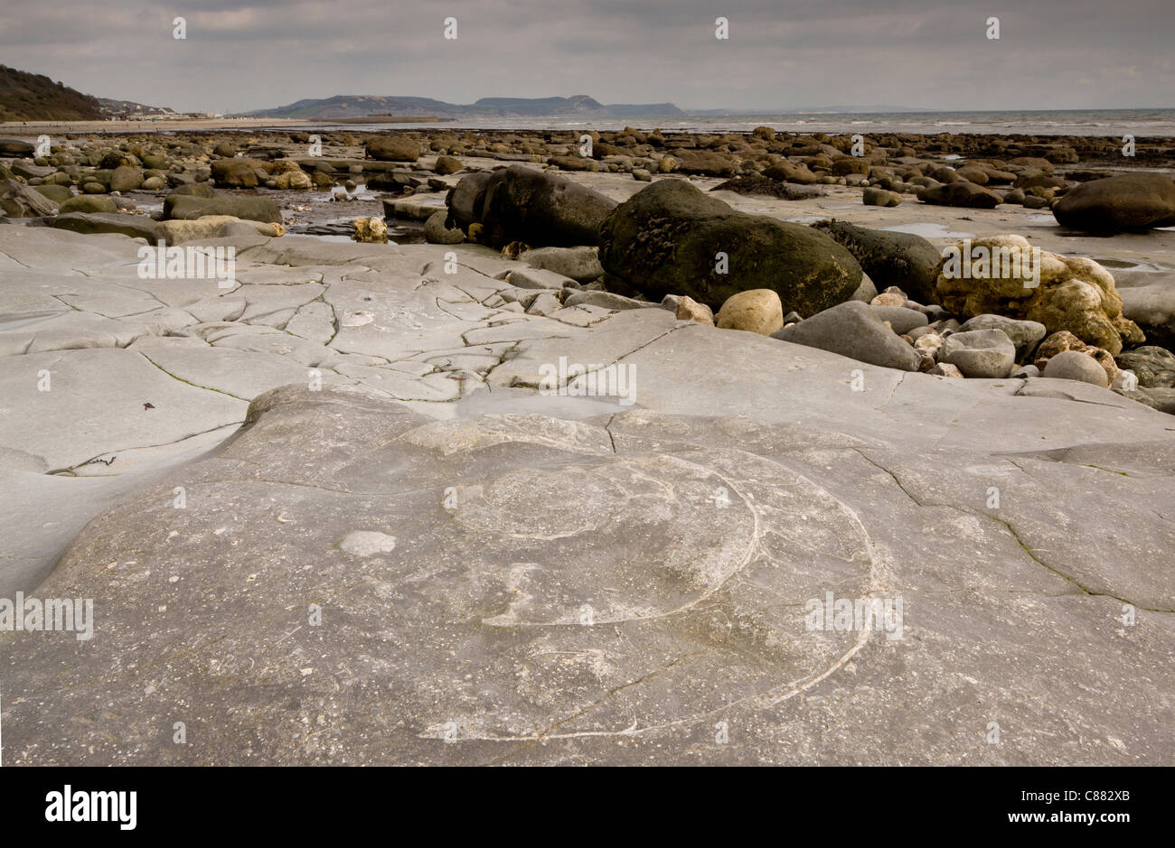 Large fossil ammonites on the beach near Lyme Regis. World Heritage ...