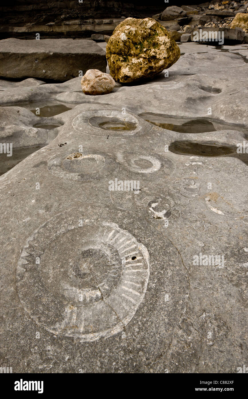 Large fossil ammonites on the beach near Lyme Regis. World Heritage ...