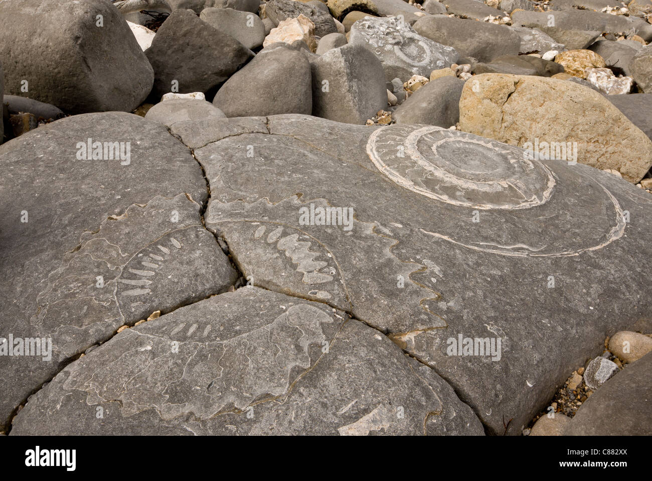 Large fossil ammonites on the beach near Lyme Regis. World Heritage ...