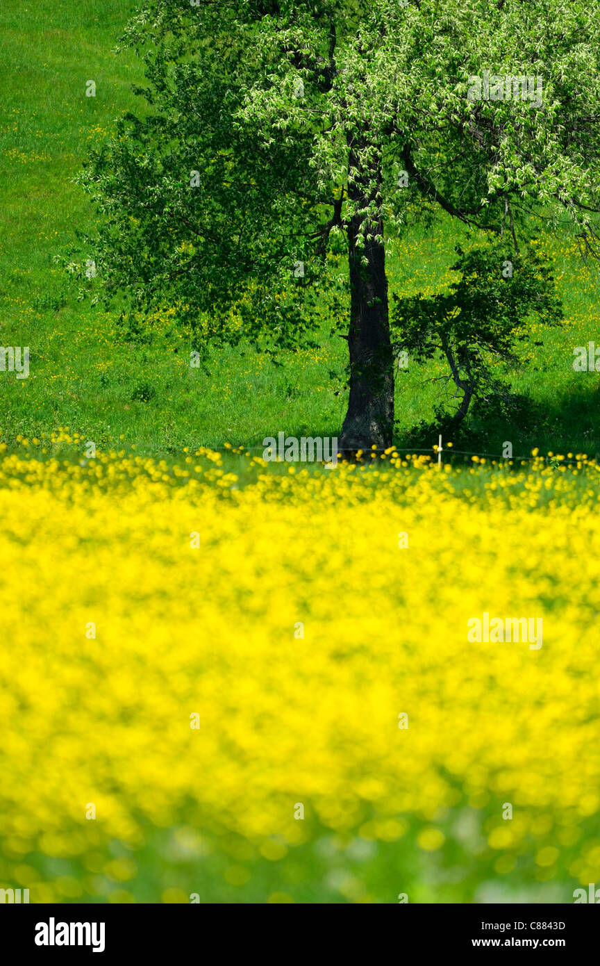 A field of yellow summer flowers, Pomfret Vermont VT Stock Photo - Alamy