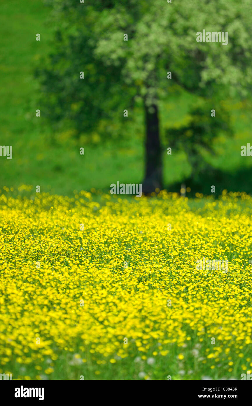 A field of yellow summer flowers, Pomfret Vermont VT Stock Photo - Alamy