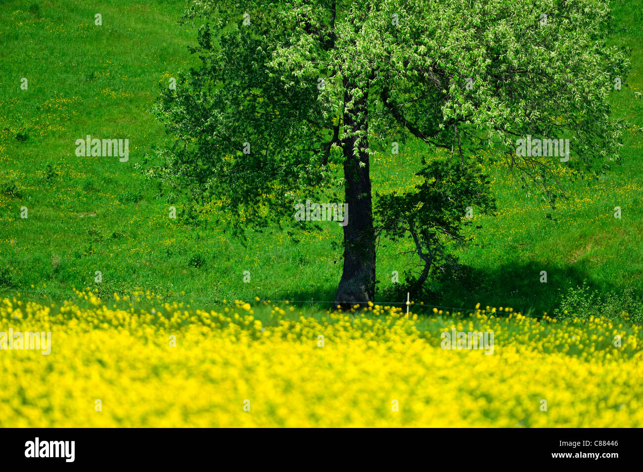 A field of yellow summer flowers, Pomfret Vermont VT Stock Photo - Alamy