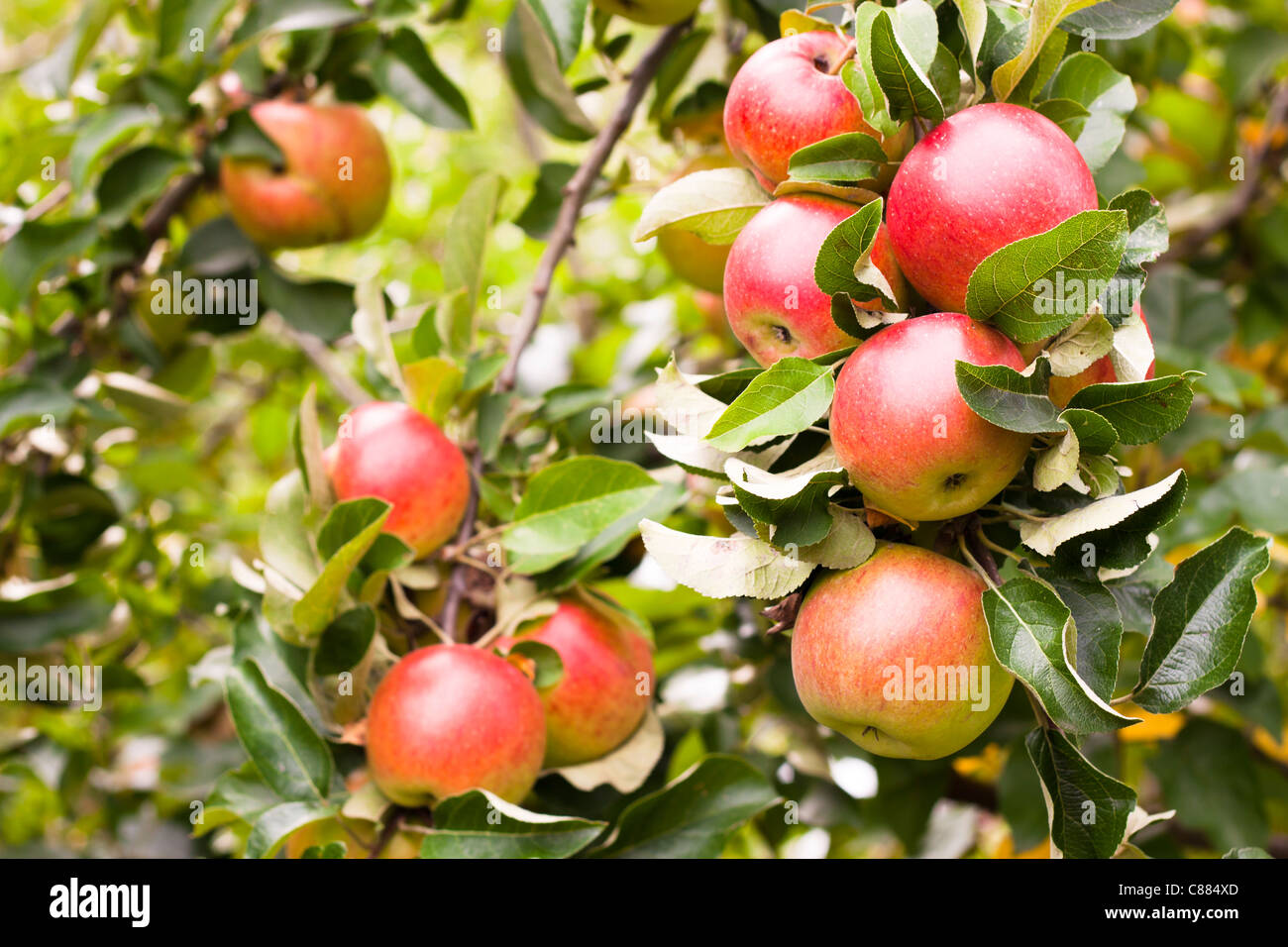 Detail of apple tree branch in an orchard Stock Photo - Alamy