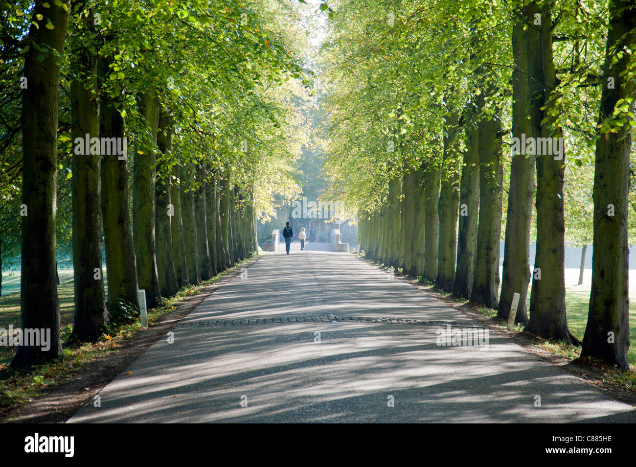 Line of trees in beautiful morning light at Trinity College Cambridge ...