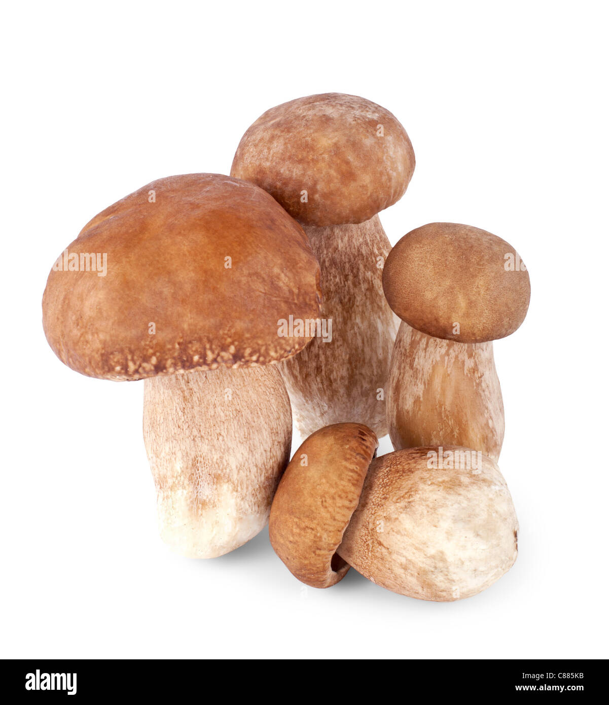 Four ceps isolated on white background Stock Photo - Alamy