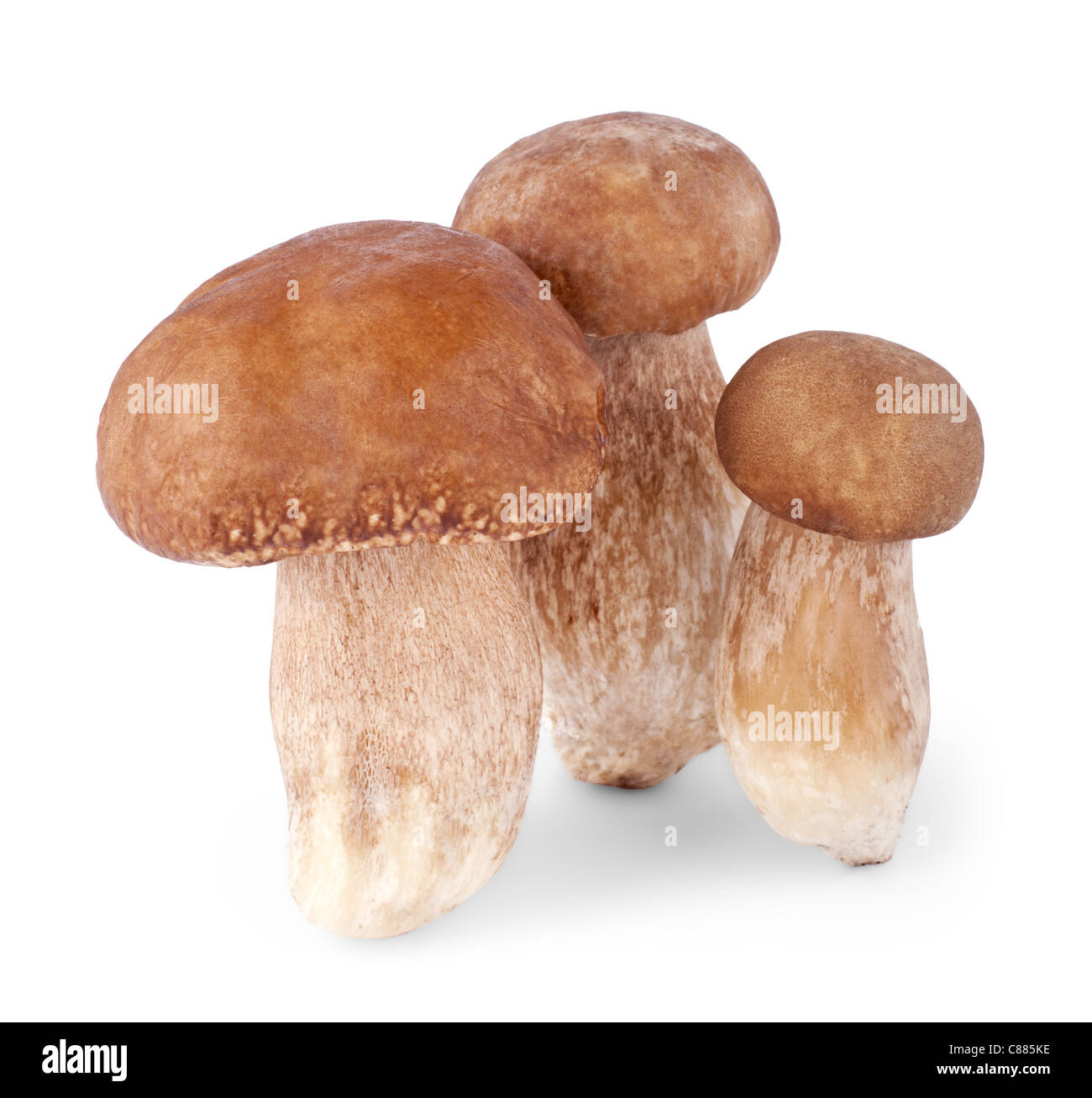 ceps isolated on white background Stock Photo - Alamy