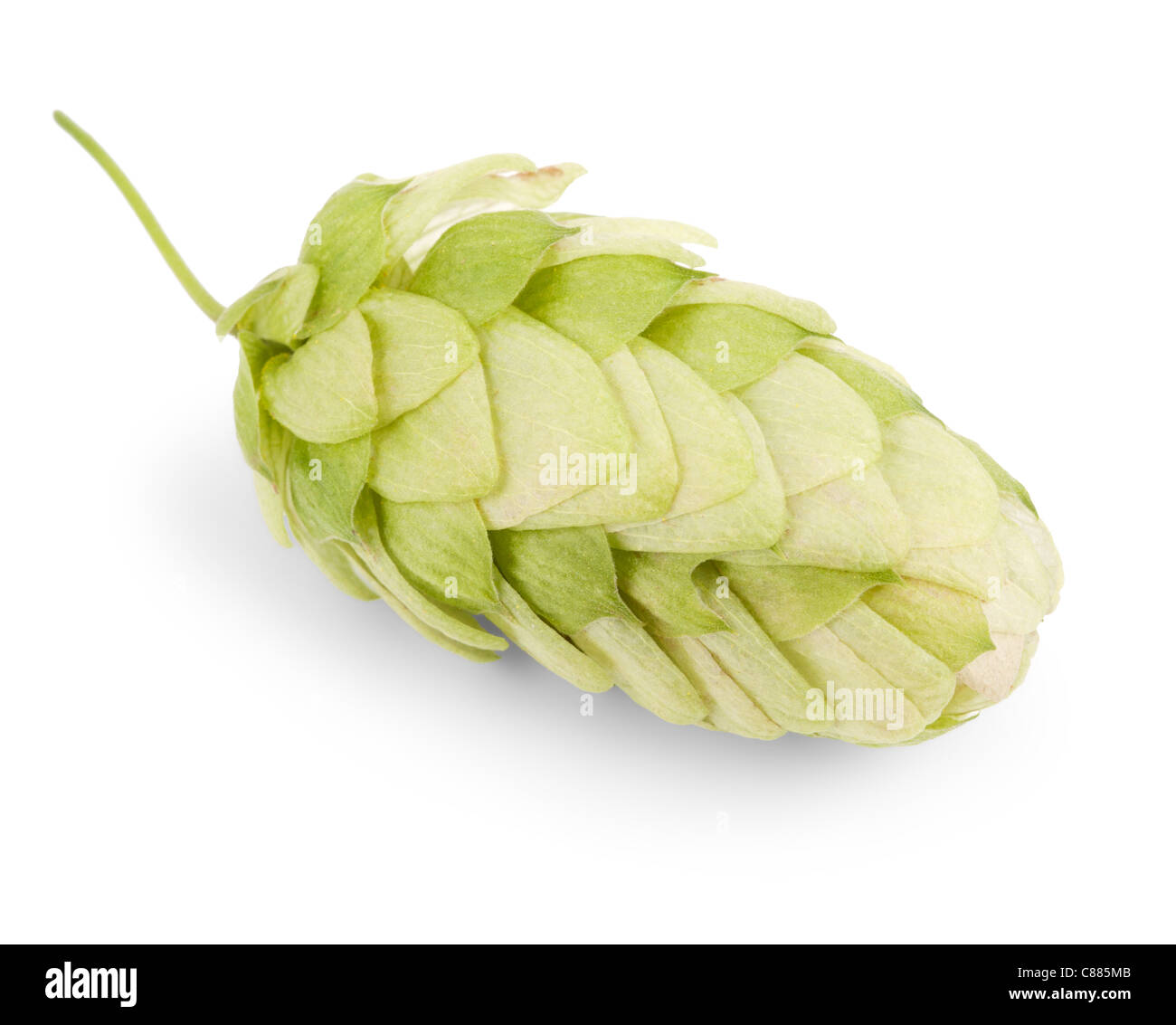 Isolated beer hops hops hi-res stock photography and images - Alamy