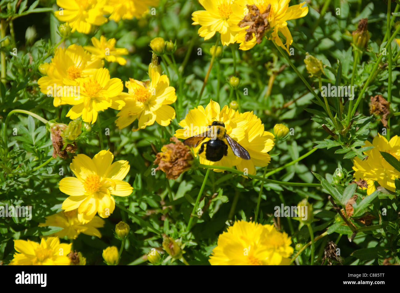 Japanese carpenter bee, Xylocopa (Alloxylocopa) appendiculata ...