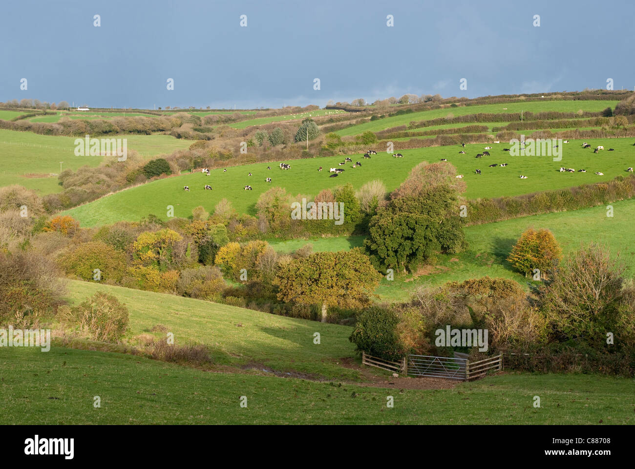 Livestock in cornwall hi-res stock photography and images - Alamy