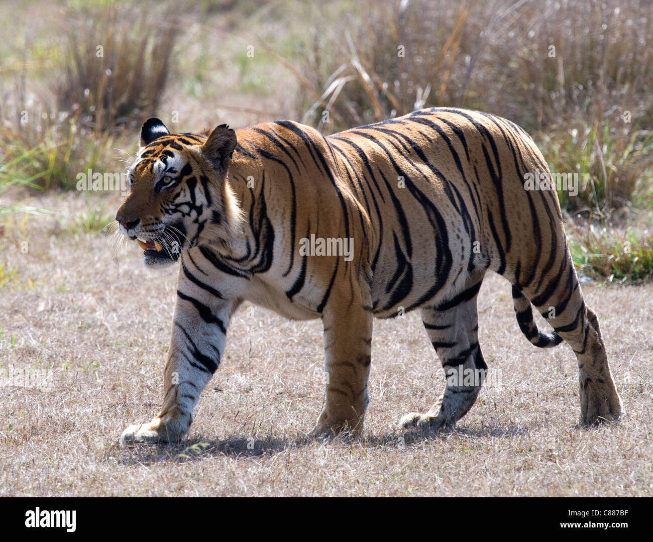 Bengal Tiger with a full belly Stock Photo - Alamy