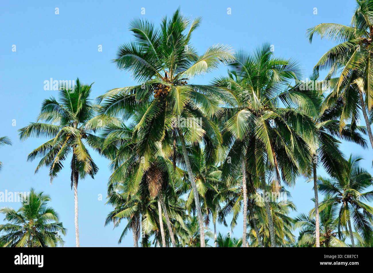 Coconut Trees of Kerala Stock Photo - Alamy