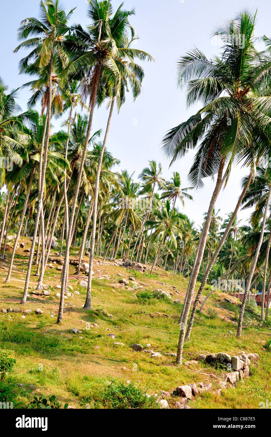 Coconut land hi-res stock photography and images - Alamy