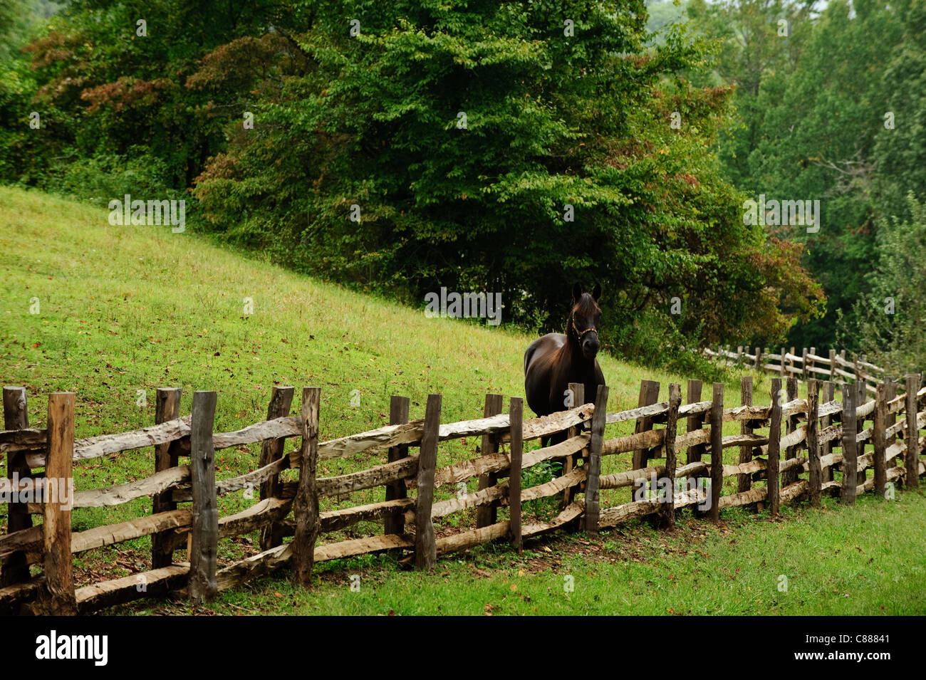 Horse Looking Over Fence Stock Photos & Horse Looking Over Fence Stock ...