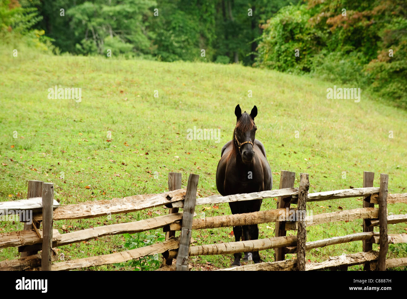 Horse Looking Over Fence Stock Photos & Horse Looking Over Fence Stock ...