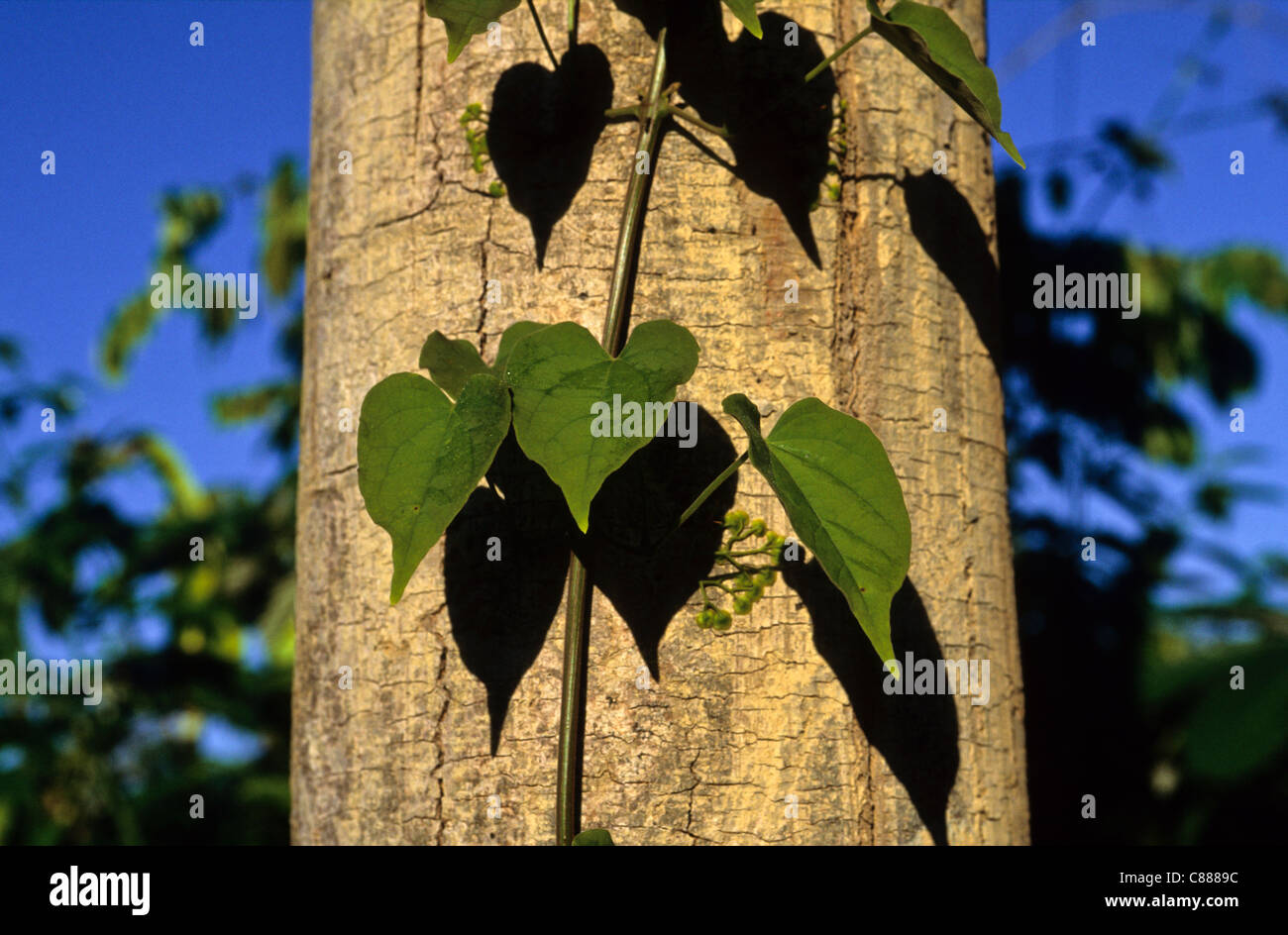 Amazon, Brazil. Tree trunk with green climbers growing up it. Living ...