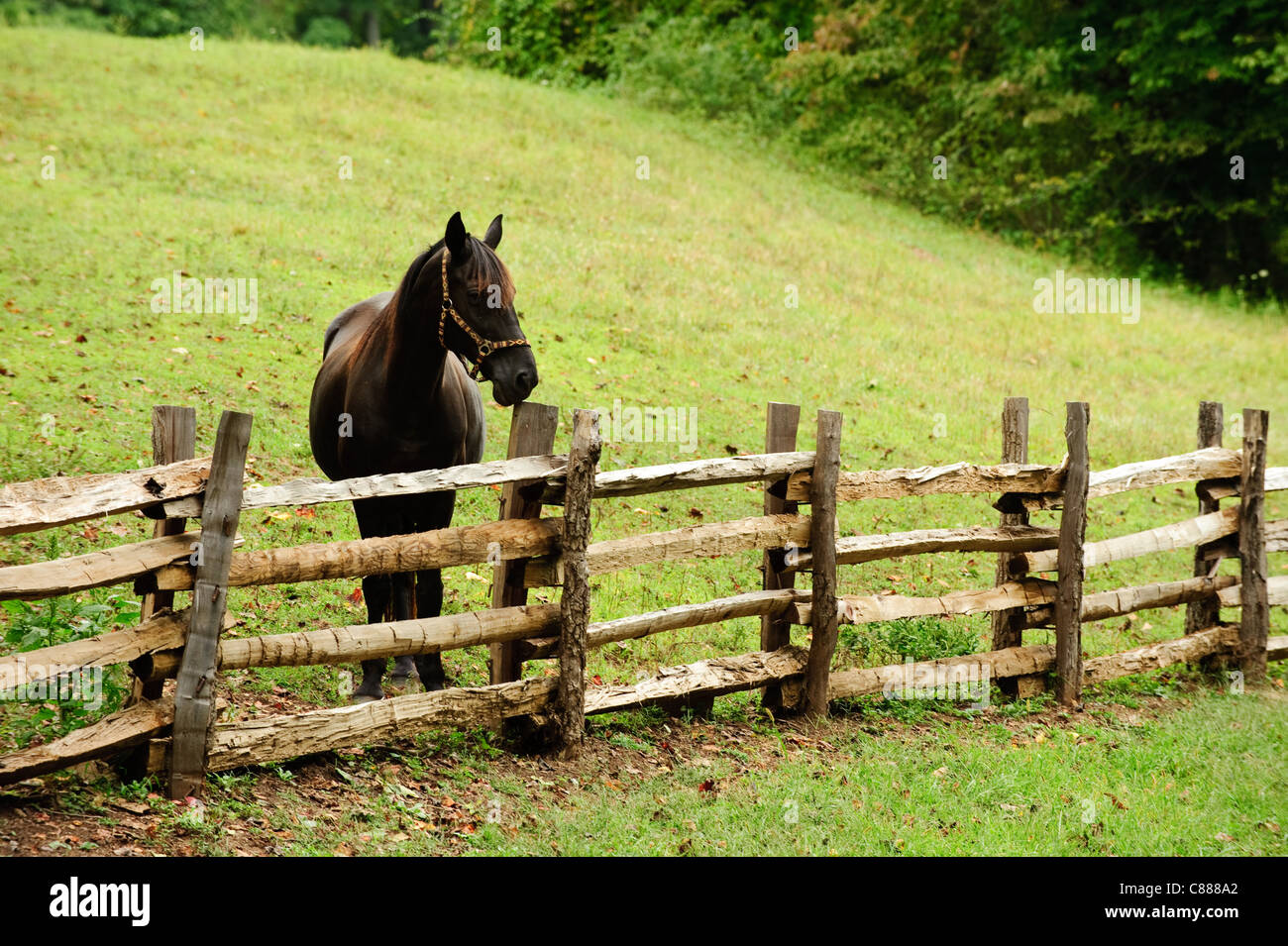 horse looking over a rustic fence Stock Photo - Alamy