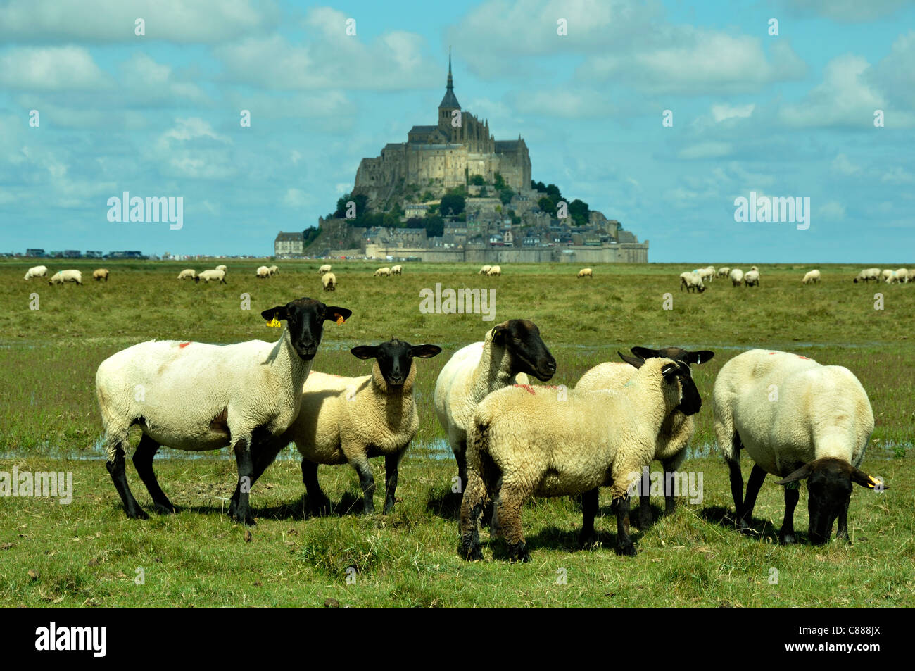 Normandy sheep hi-res stock photography and images - Alamy