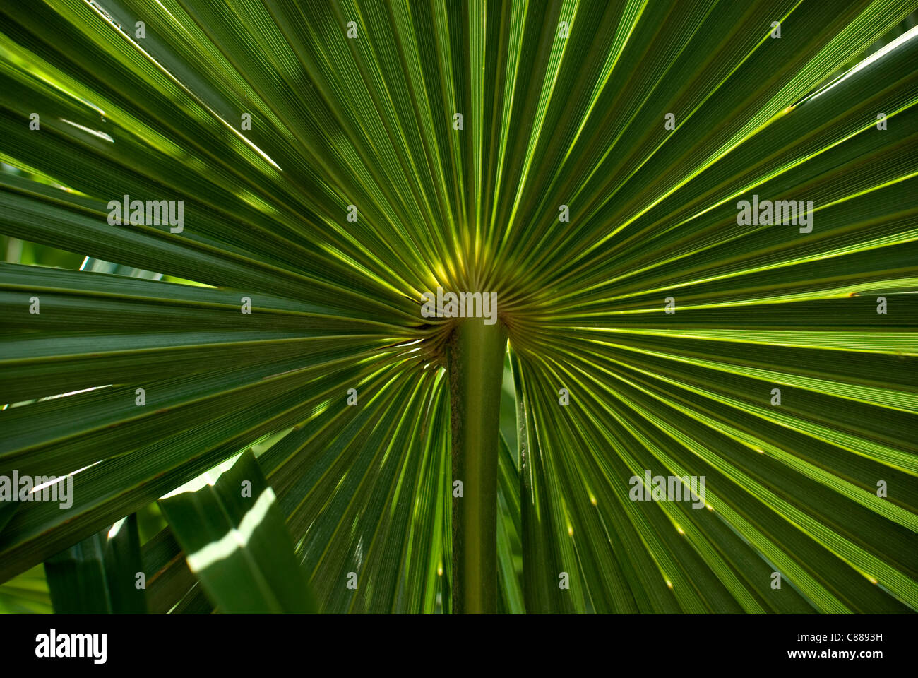 Plant leaf pattern hi-res stock photography and images - Alamy