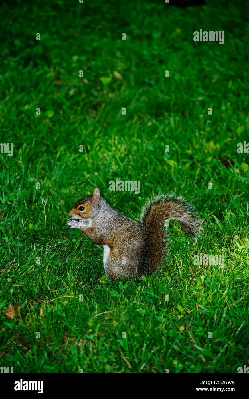 Squirrel at work Stock Photo - Alamy
