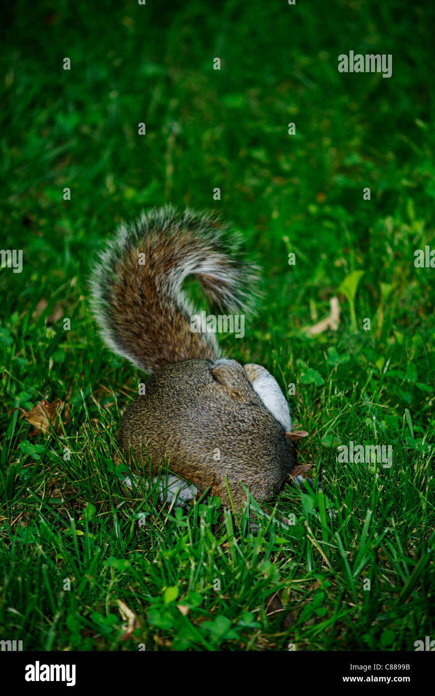 Squirrel at work Stock Photo - Alamy