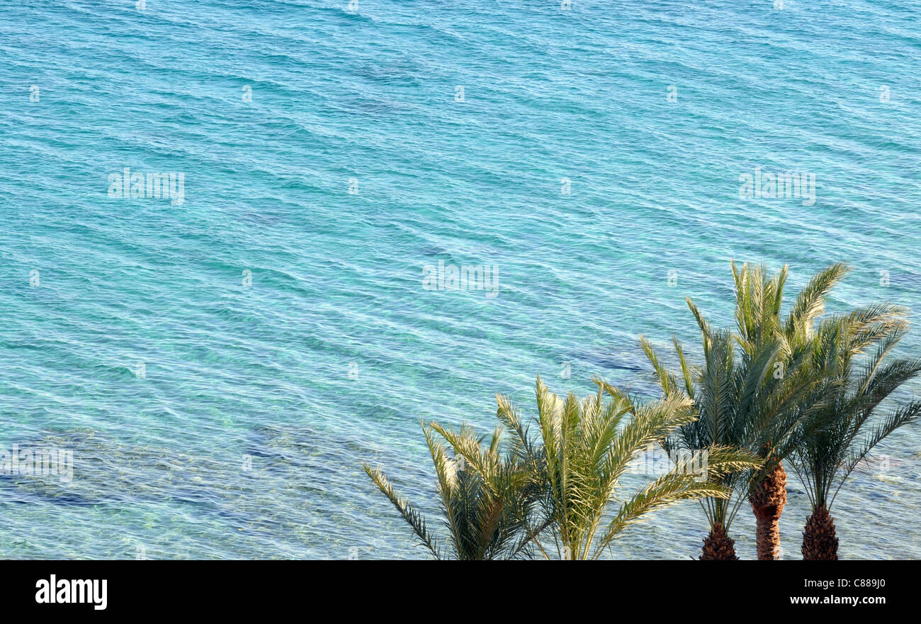 Red Sea coral reefs in Taba, Egypt Stock Photo - Alamy