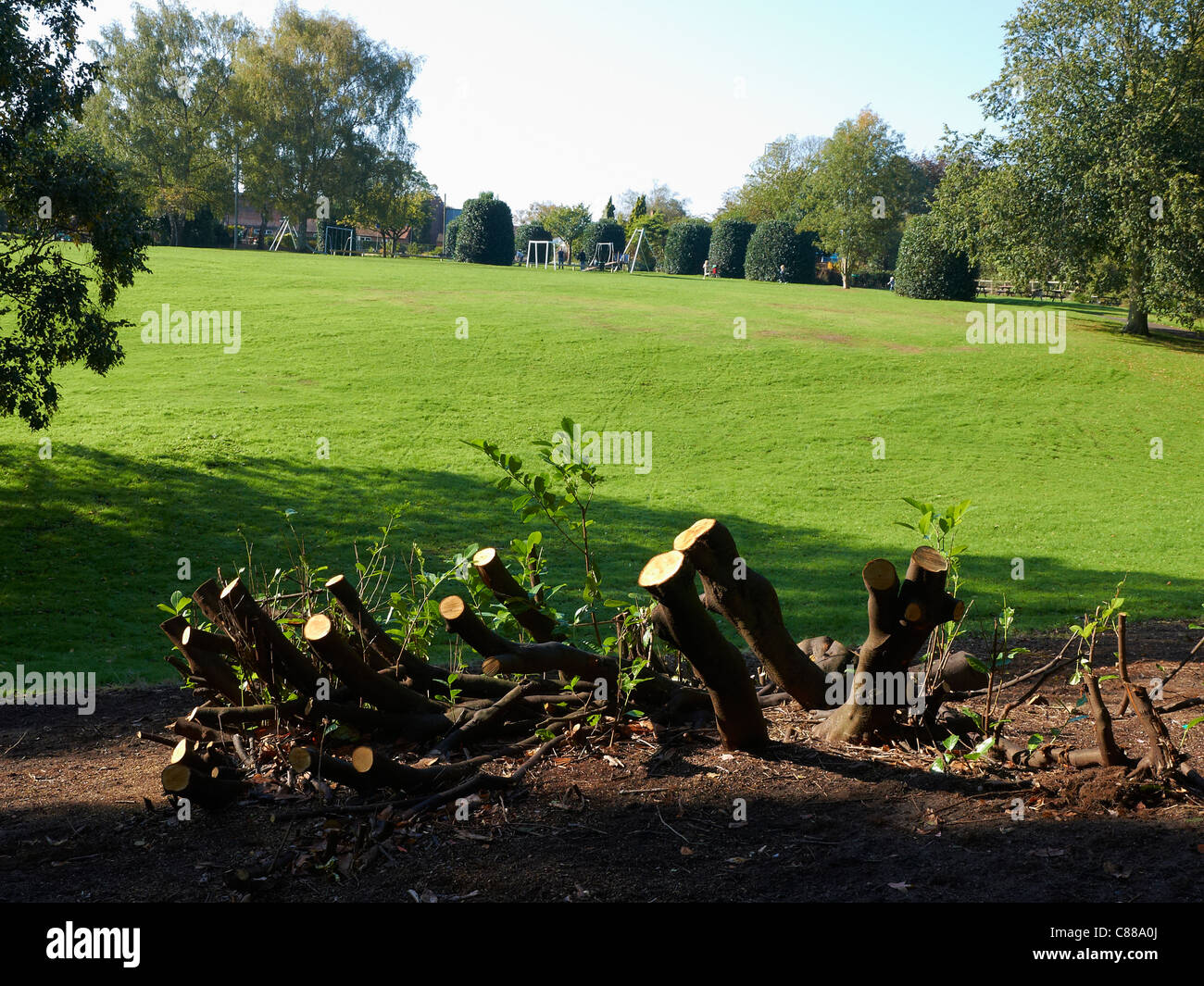 Trimmed trees in Sandbach park UK Stock Photo - Alamy