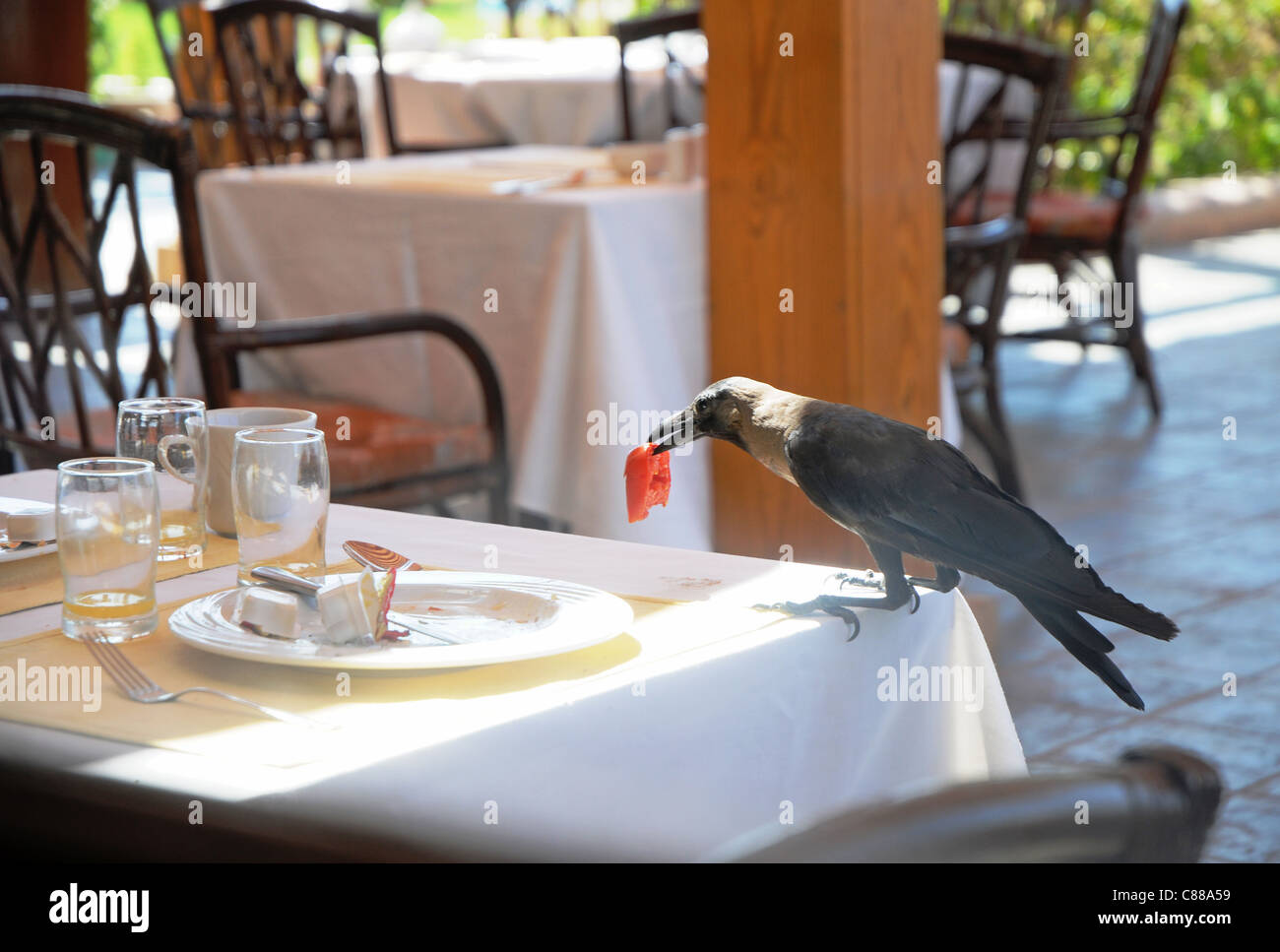 Crow eating hi-res stock photography and images - Alamy