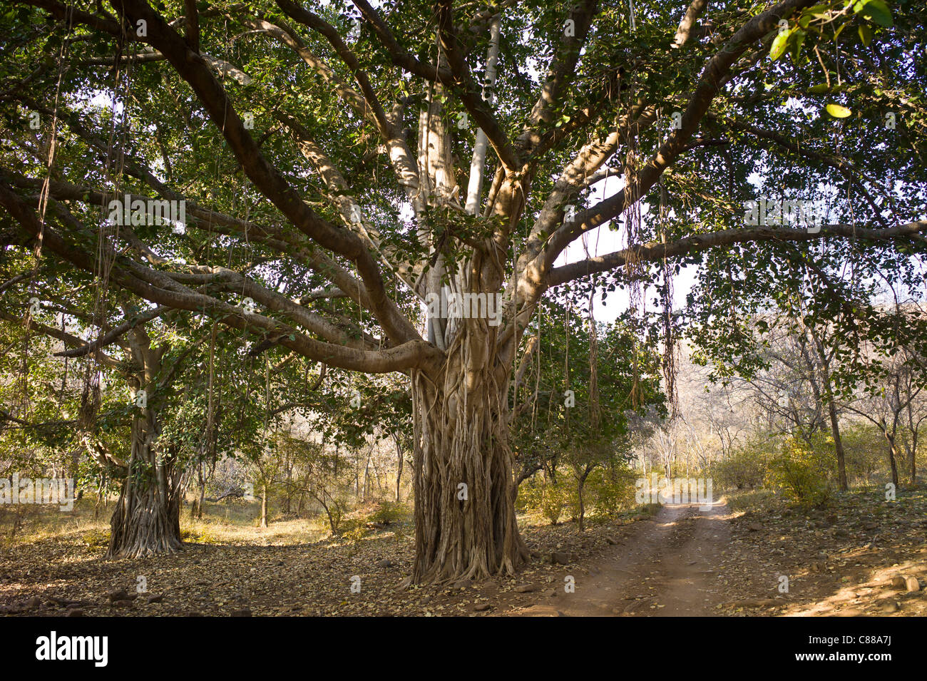 Indian tree root hi-res stock photography and images - Alamy