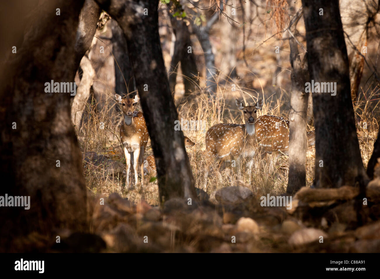 The arid forests of rajasthan hi-res stock photography and images - Alamy