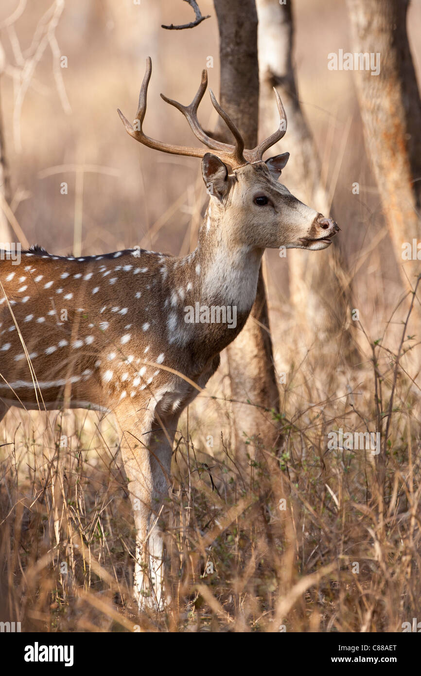 Spotted deer male stag, Axis axis, (Chital) in Ranthambhore National ...