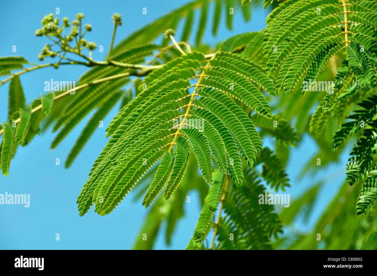 Leaves of a tree Stock Photo - Alamy