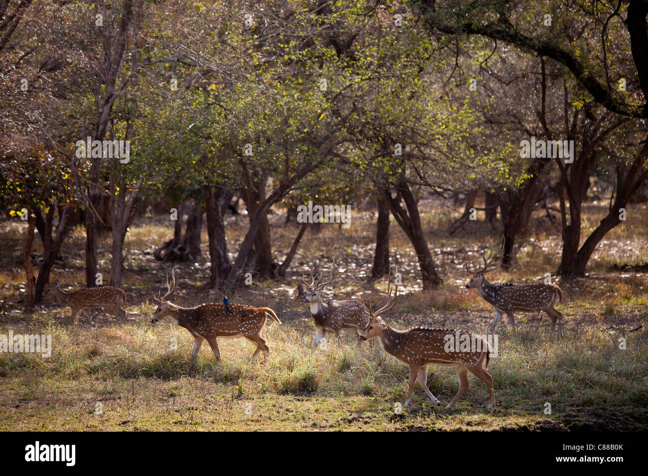 Spotted deer, Axis axis, (Chital) herd, with black drongo bird on back ...