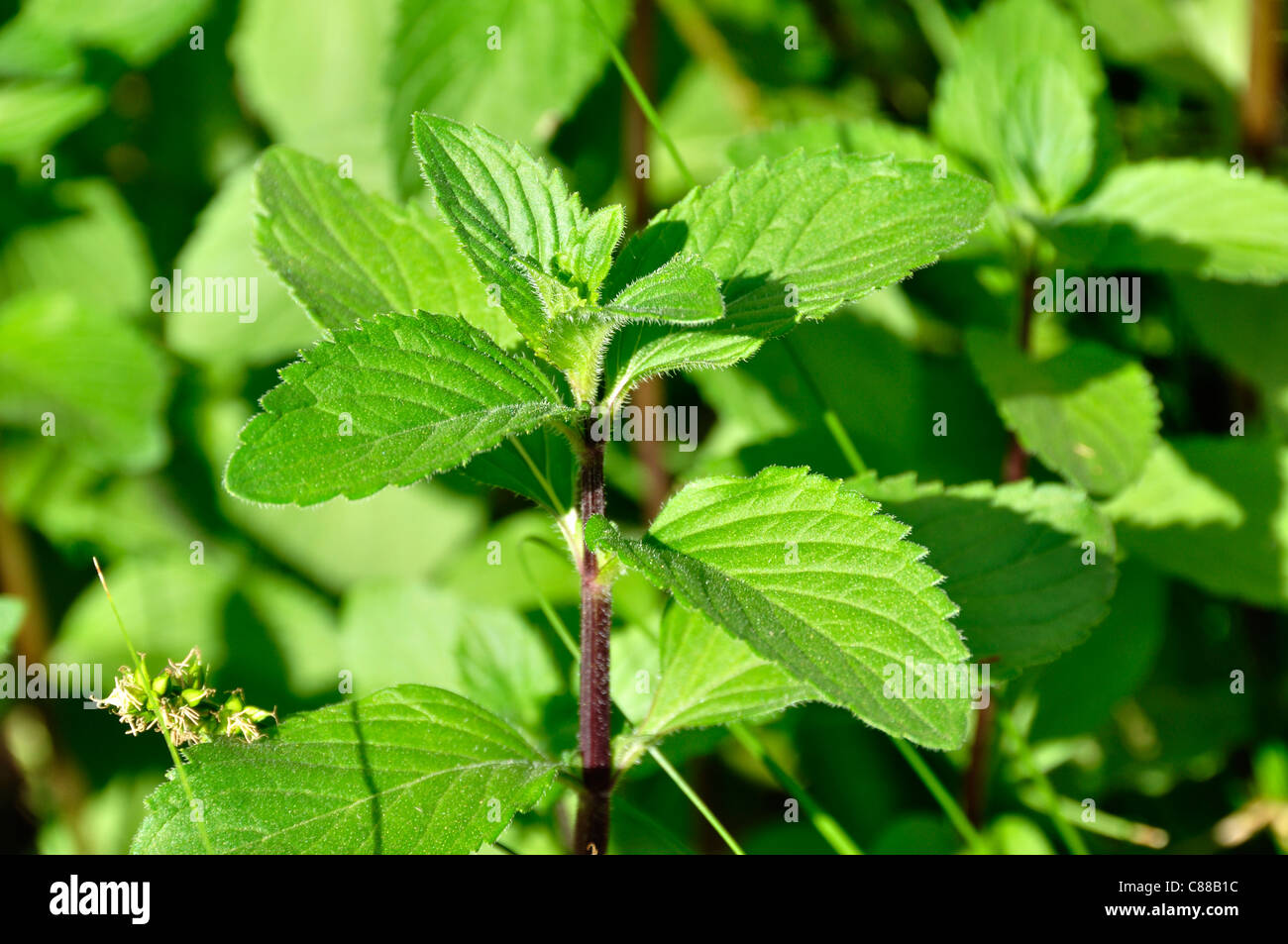 Peppermint (Mentha x piperita Stock Photo - Alamy