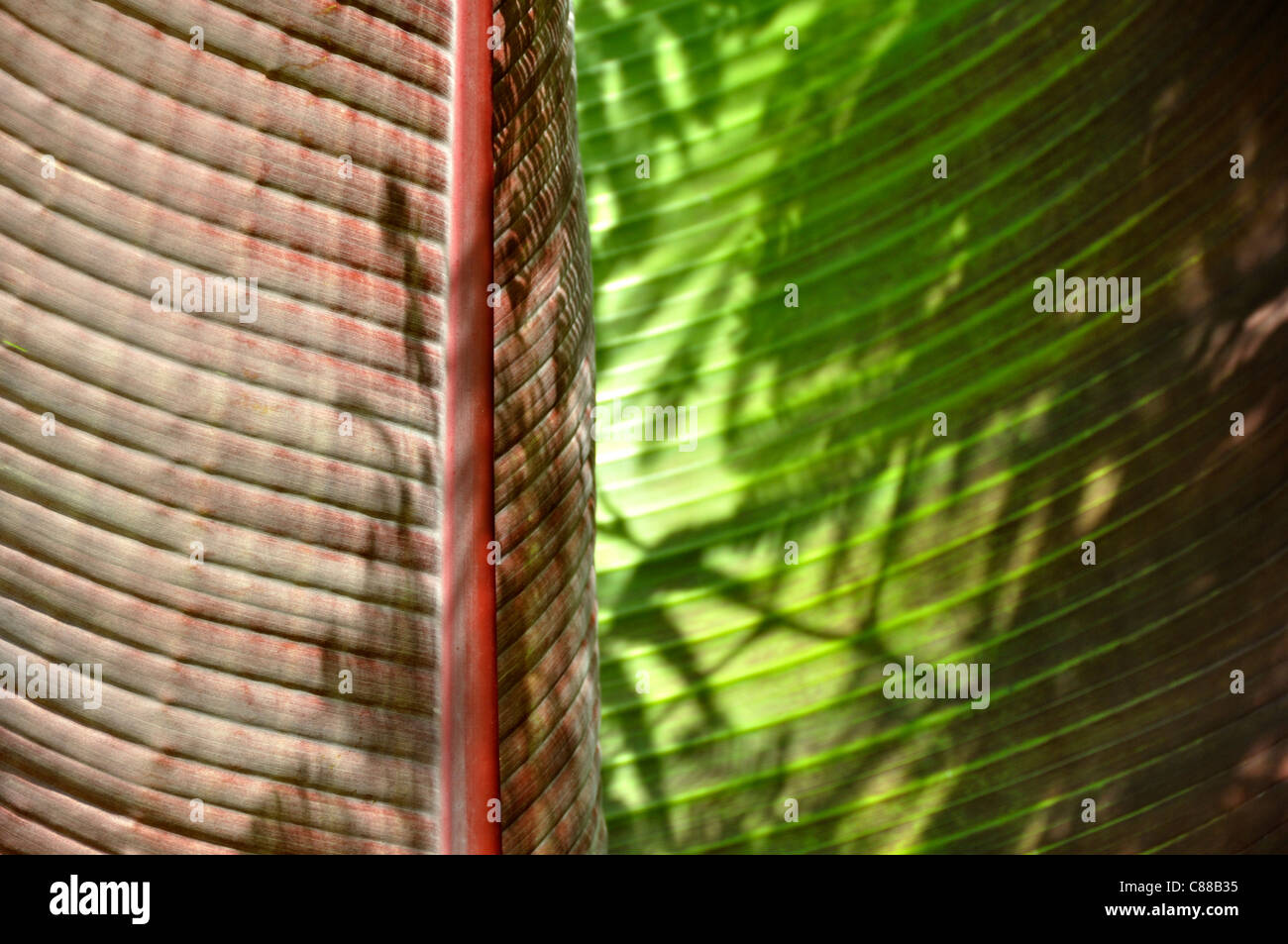 Abyssinian banana hi-res stock photography and images - Alamy