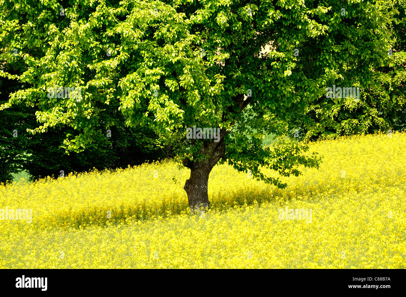 Perry pear tree hi-res stock photography and images - Alamy