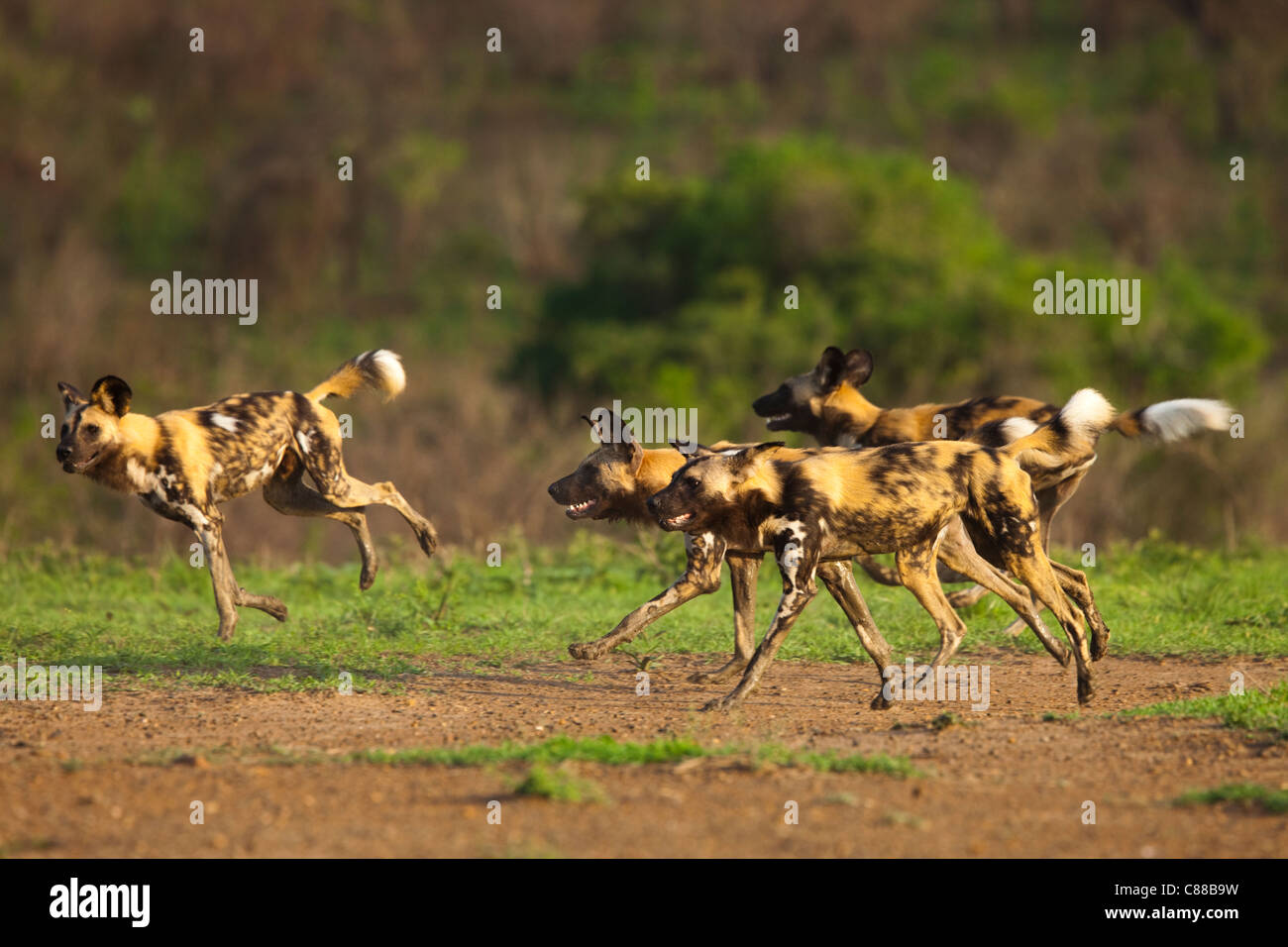 African Wild Dogs (Lycaon pictus) hunting African wild dog pack Stock ...