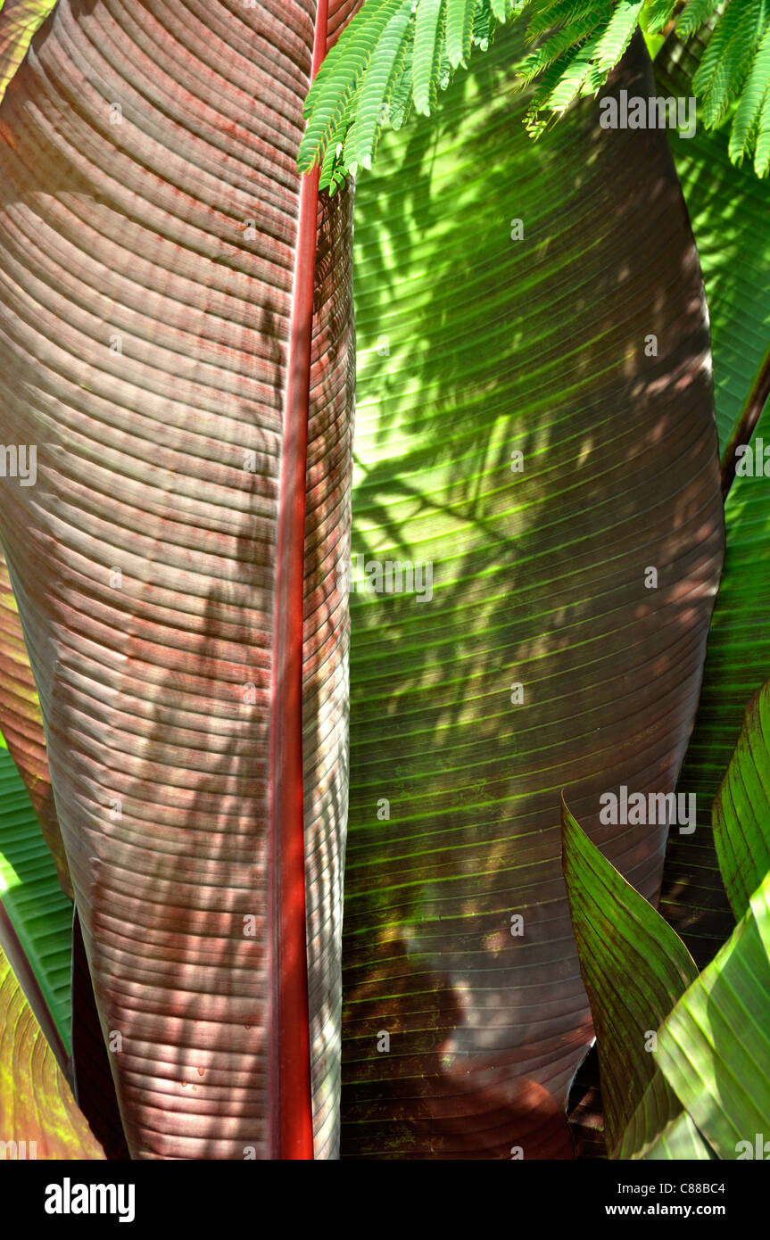 Musa ensete ventricosum hi-res stock photography and images - Alamy