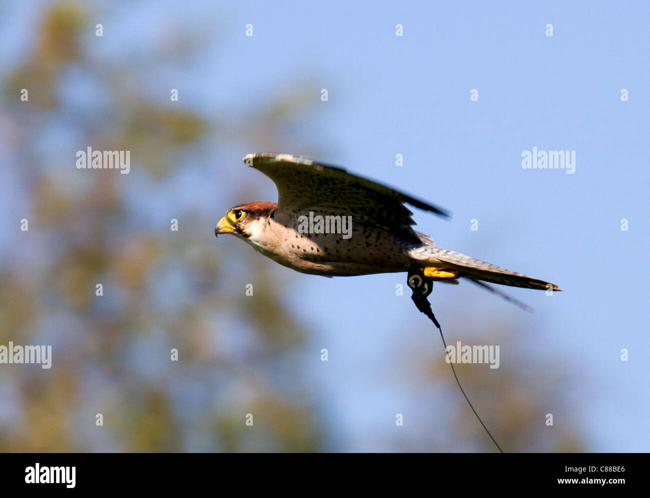 Peregrine falcon flight hi-res stock photography and images - Alamy