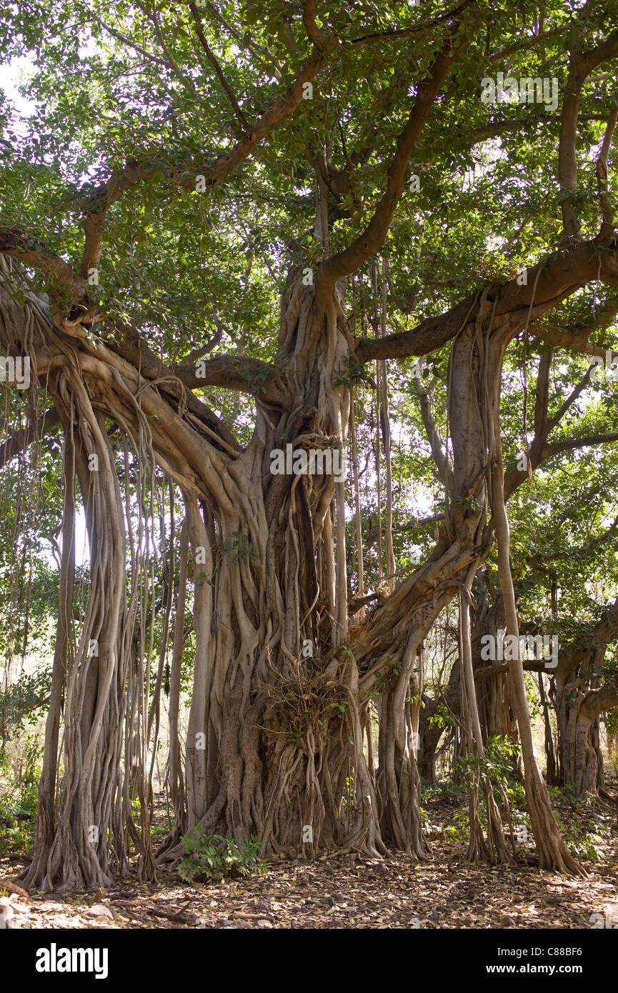 Ancient Banyan Tree High Resolution Stock Photography and Images - Alamy