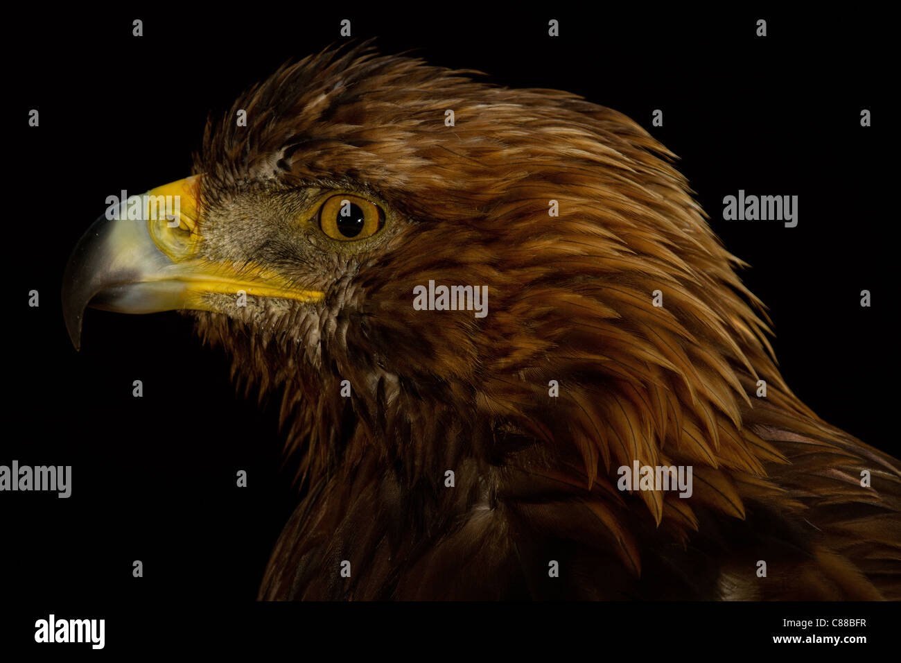 Golden Eagle Profile Stock Photo - Alamy