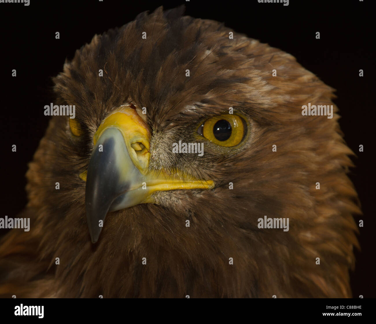 Golden eagle Profile Stock Photo - Alamy