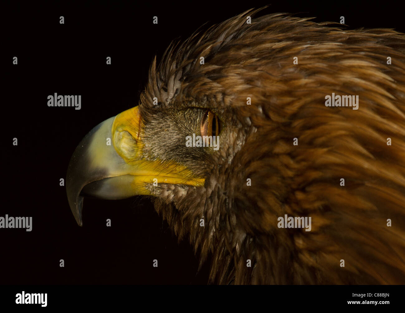 Eagle profile hi-res stock photography and images - Alamy