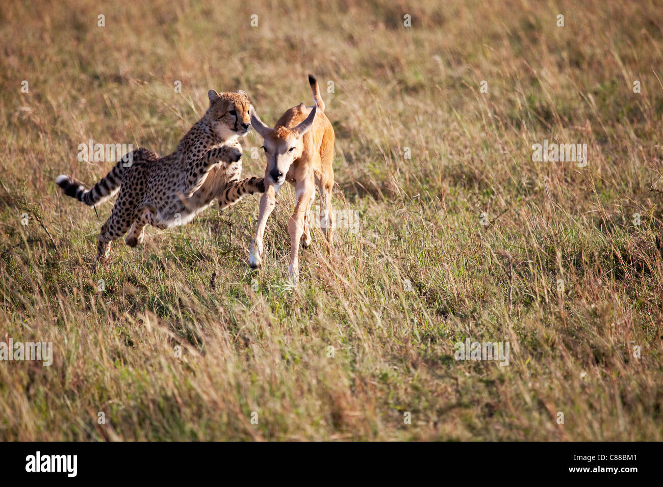 Cheetah killing impala hi-res stock photography and images - Alamy