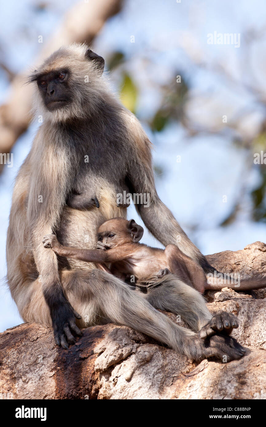 Indian Langur monkeys, Presbytis entellus, female and baby in Banyan ...