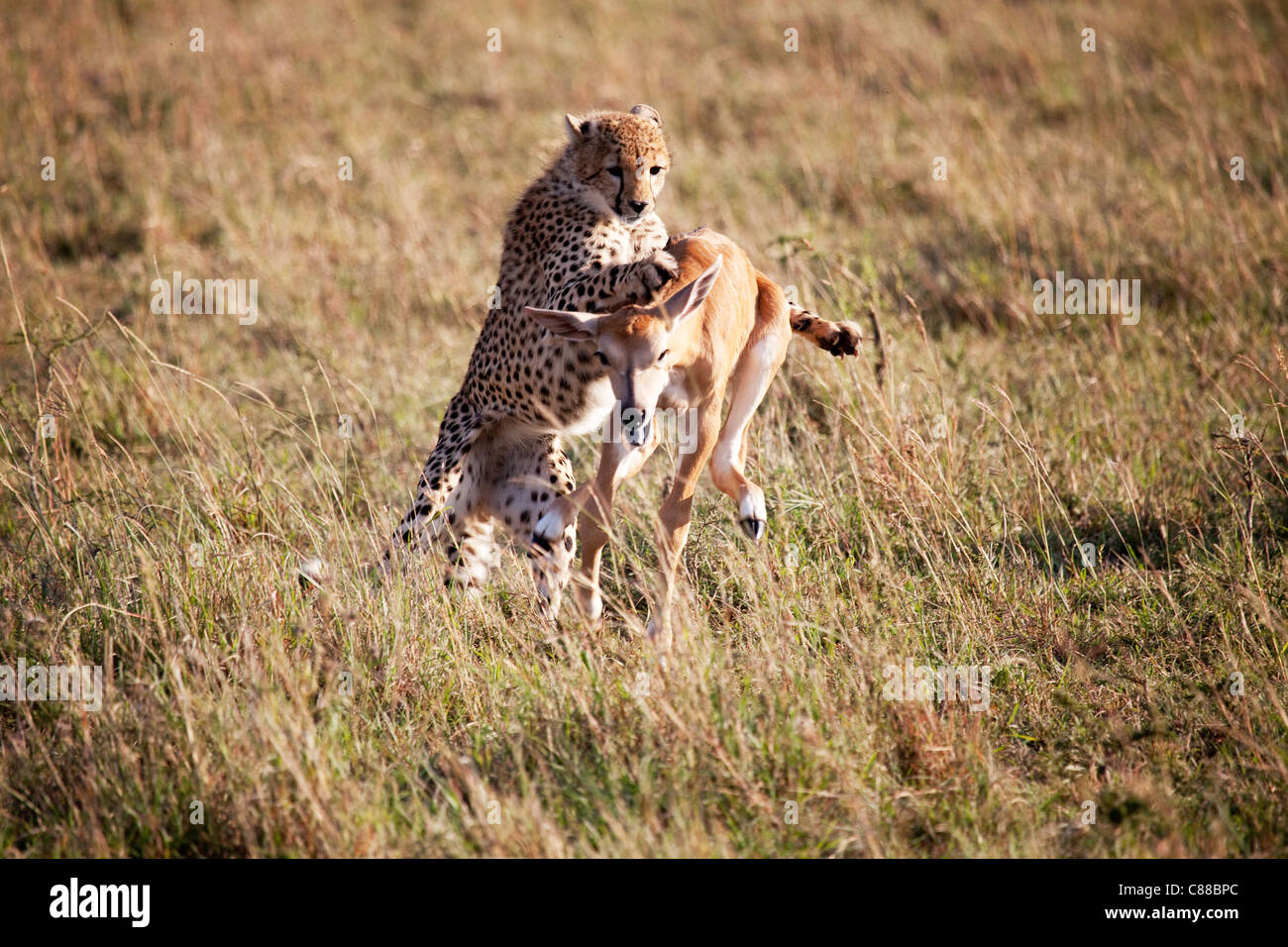 Cheetah Killing Impala High Resolution Stock Photography and Images - Alamy